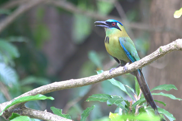 Pajaro péndulo, Blue crowned Motmot | Project Noah