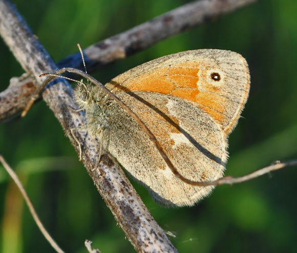 Common Ringlet | Project Noah