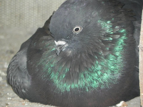 KABUTAR | Project Noah