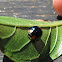 Metallic Blue Lady Beetle | Project Noah