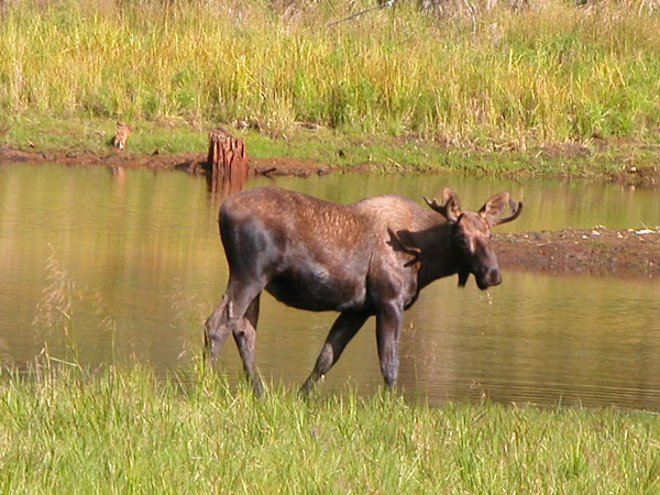 Moose | Project Noah