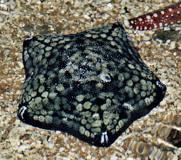 pin-cushion sea star | Project Noah