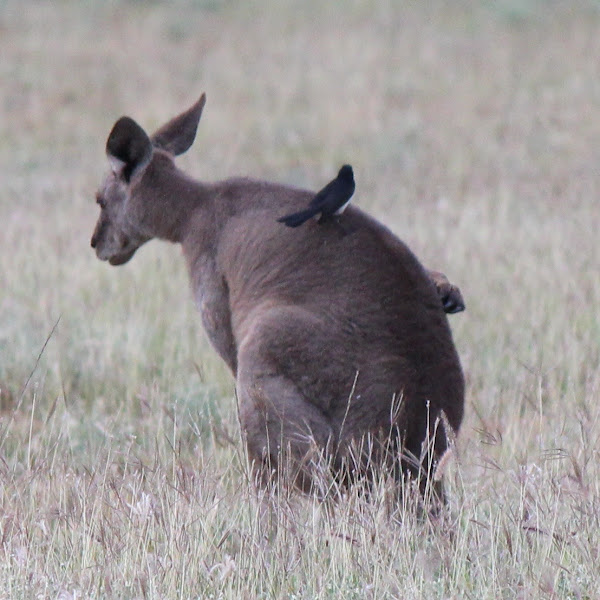 Eastern Grey Kangaroos | Project Noah