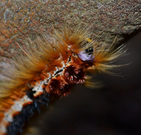 Cape Lappet Moth caterpillar | Project Noah