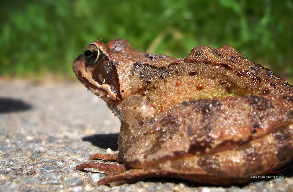 European Common Brown Frog | Project Noah
