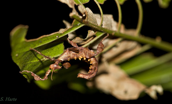 Spiny Leaf Insect | Project Noah