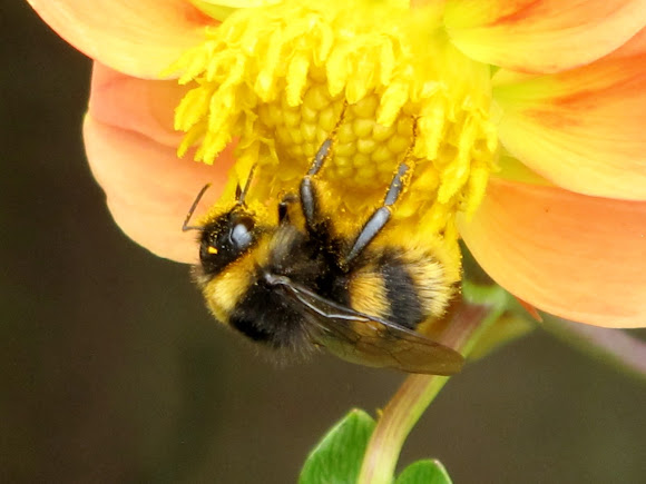 Bombus subterraneus (Bumble Bee) | Project Noah