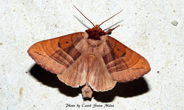 Datana Moth | Project Noah