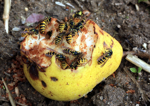 Common Wasp - Vosa obecná | Project Noah