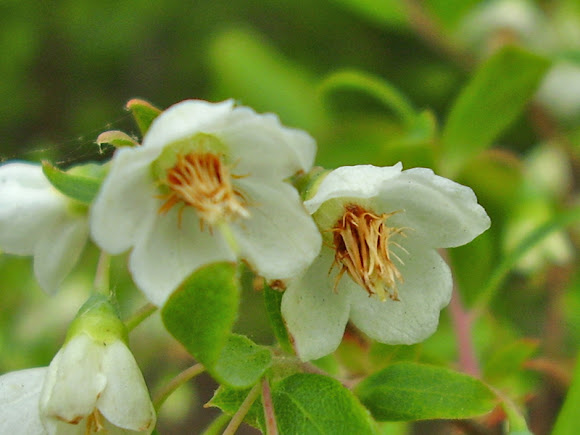 Deerberry | Project Noah