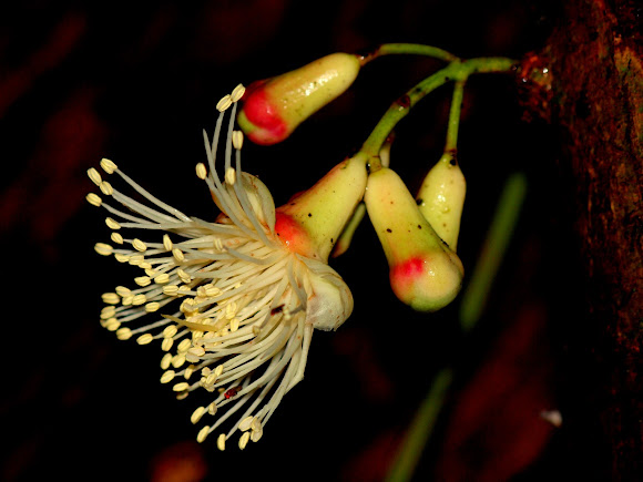 Bumpy Satin Ash | Project Noah