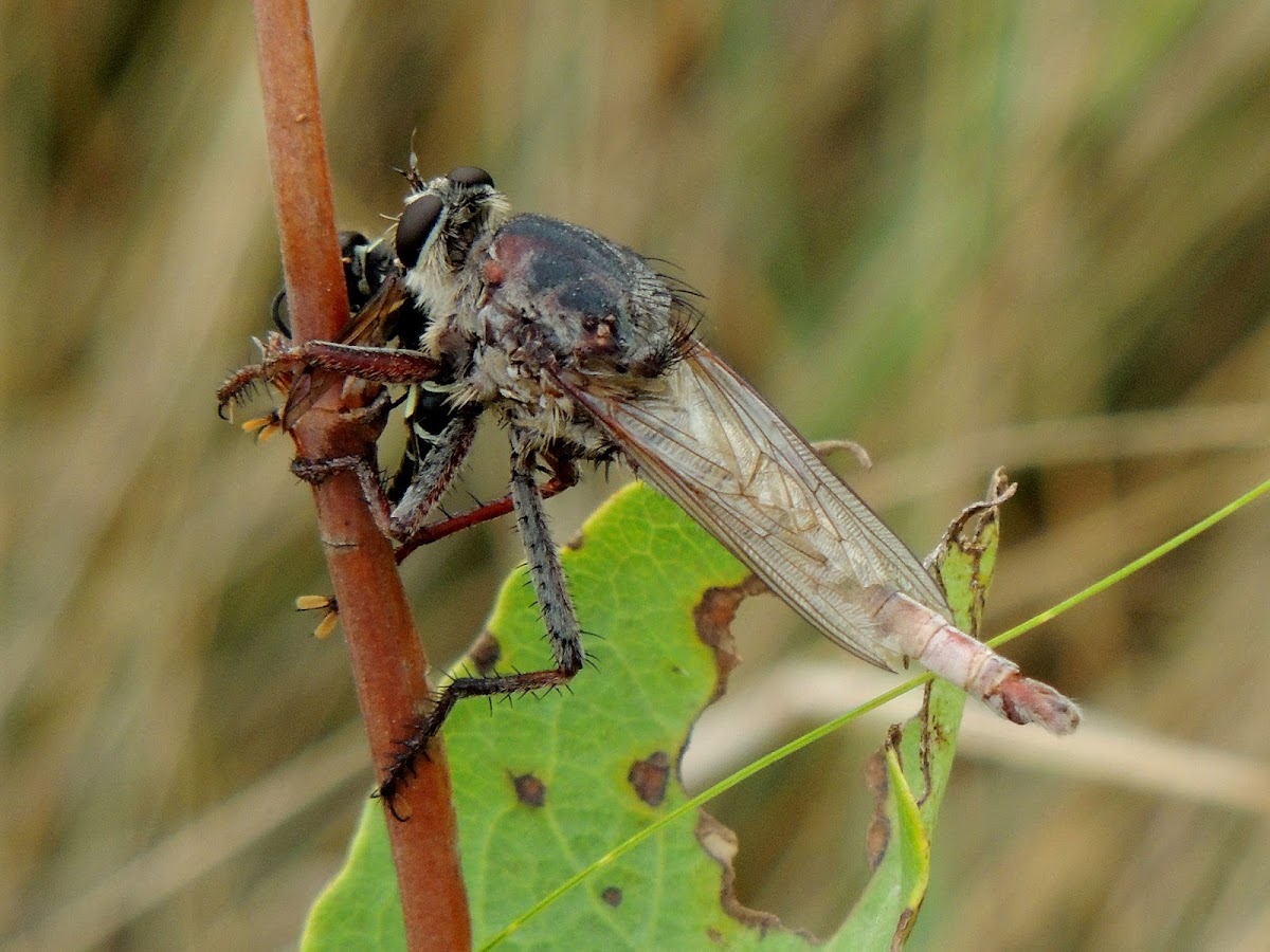 Robber Fly | Project Noah