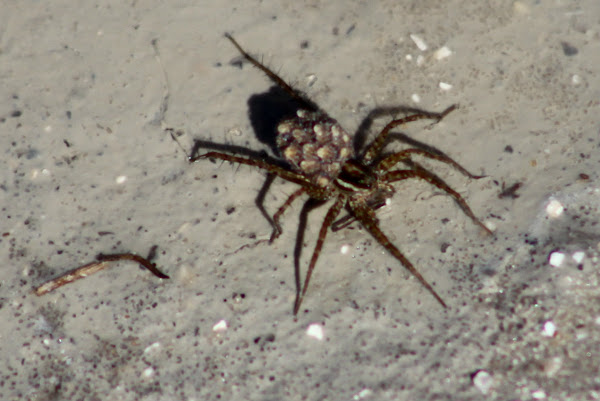 Field Wolf Spider (with spiderlings) | Project Noah