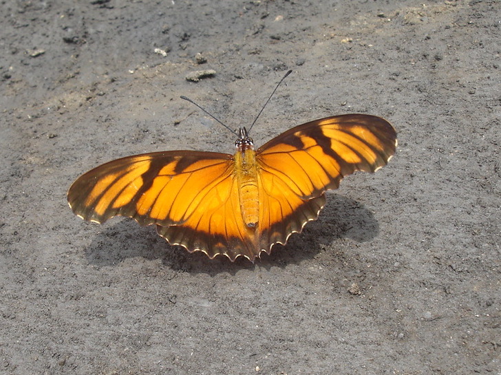 Juno longwing | Project Noah