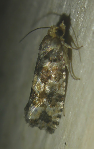 White Pine Cone Borer Moth | Project Noah