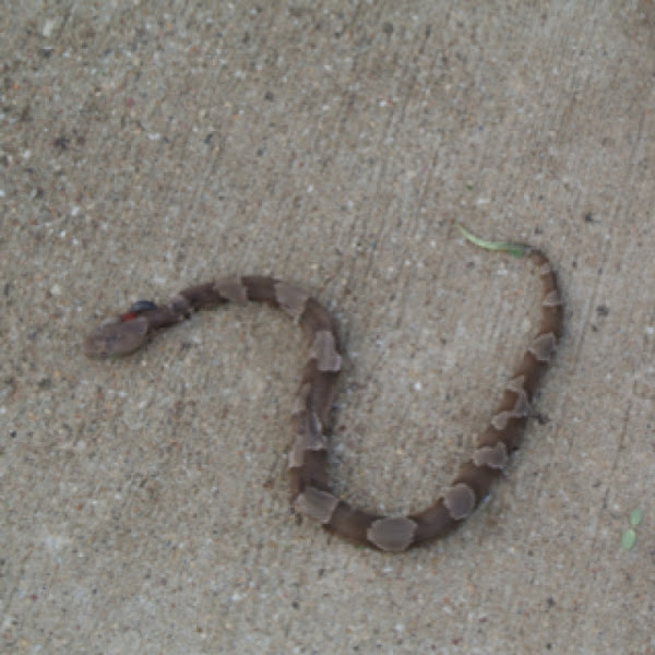 Copperhead (baby) | Project Noah
