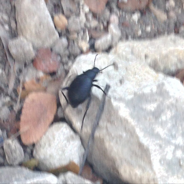 Darkling Beetle | Project Noah