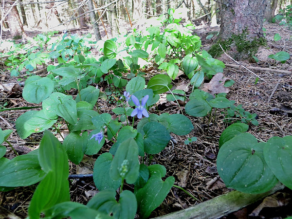 Wood violet/Dišeča vijolica | Project Noah