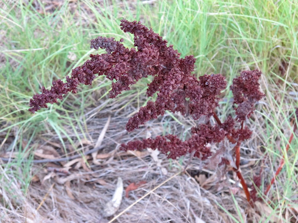 Curly Dock | Project Noah