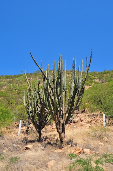 Pitayo (Pitaya Cactus) | Project Noah