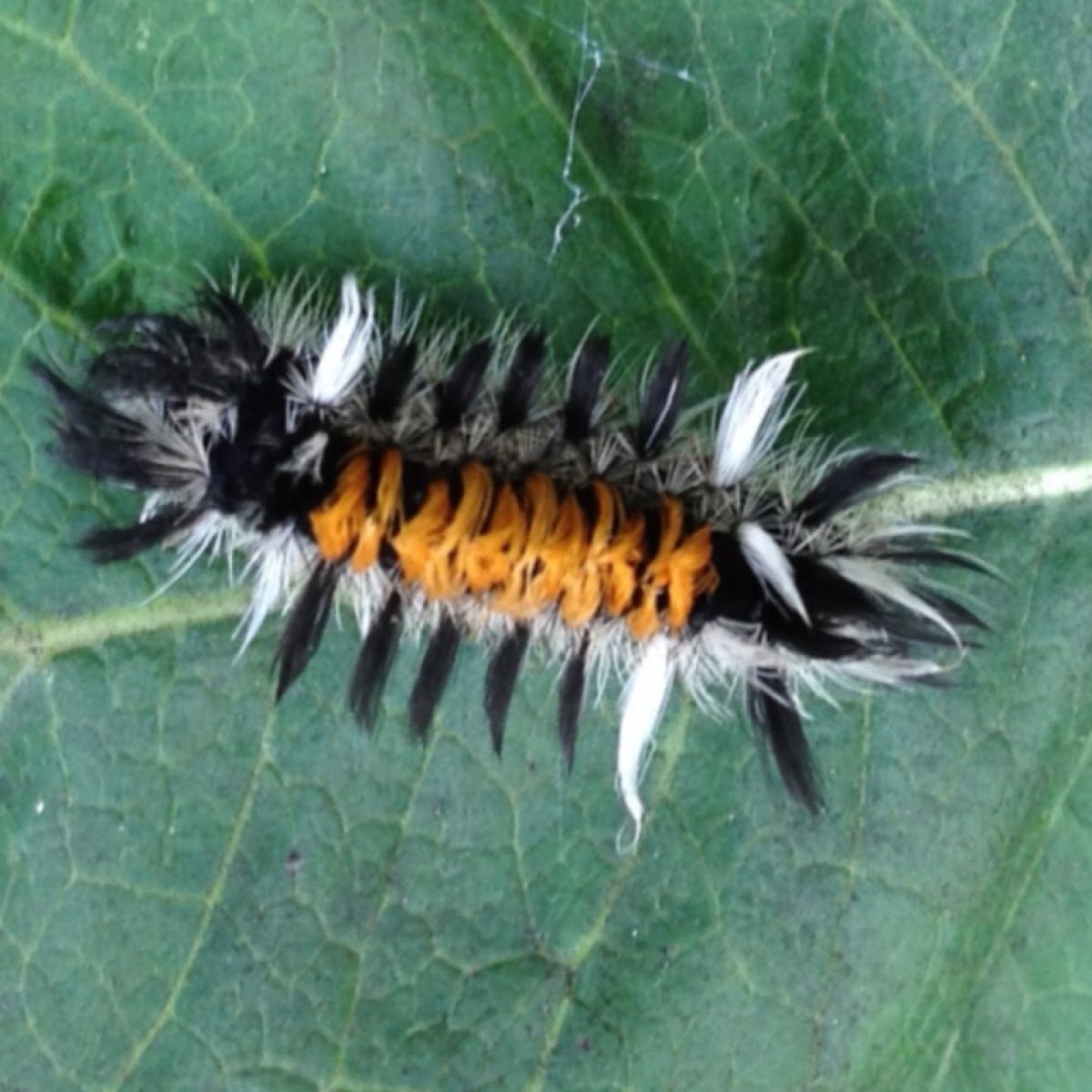 Milkweed Tussock Caterpillar | Project Noah