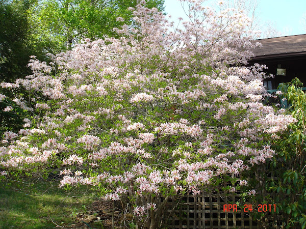 Honeysuckle Azalea | Project Noah