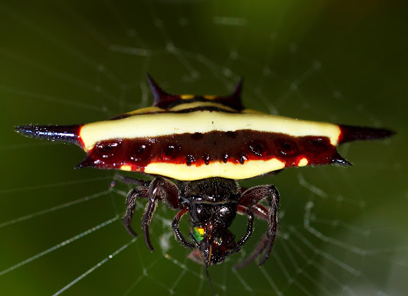 Spiny Orb Weaver Spider | Project Noah