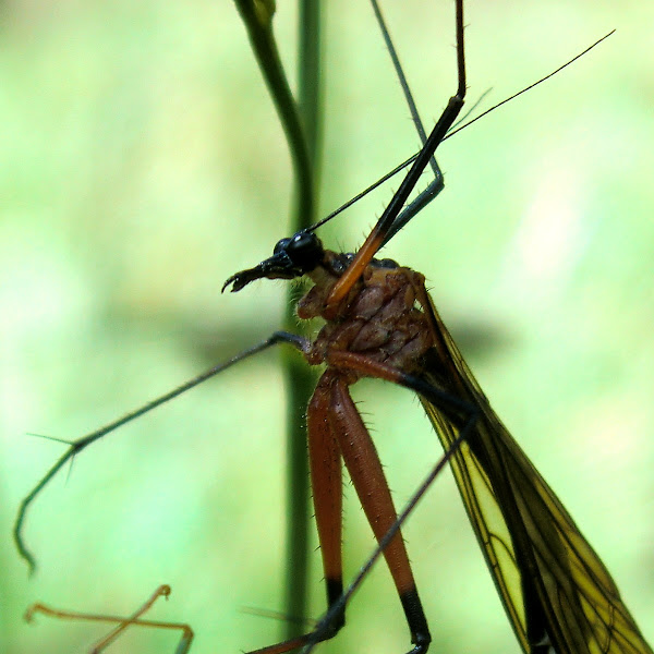 Hangfly with prey | Project Noah