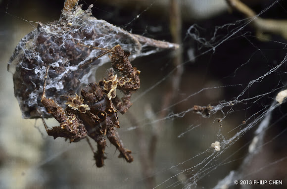 Portia spider (female) | Project Noah