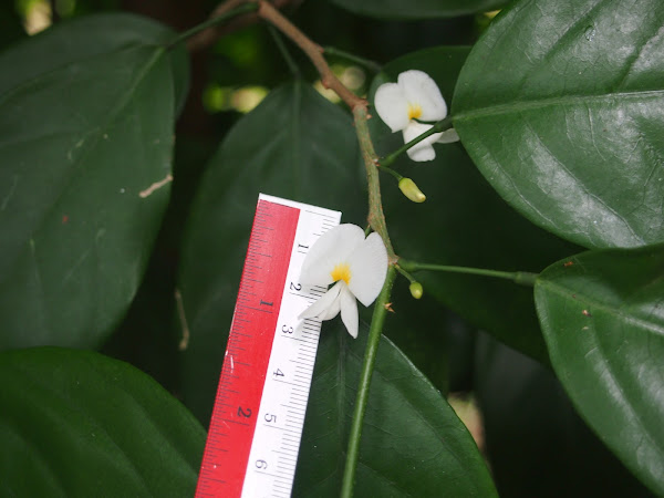 Camwood / African sandalwood | Project Noah