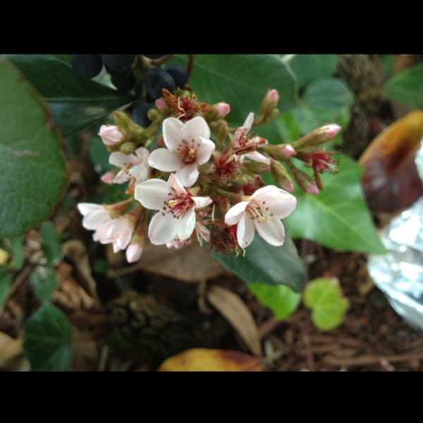 Japanese Hawthorn | Project Noah