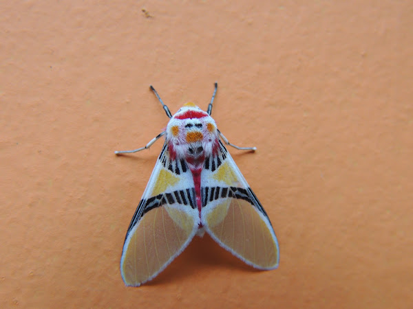 Moth Clown-face::ballerina | Project Noah