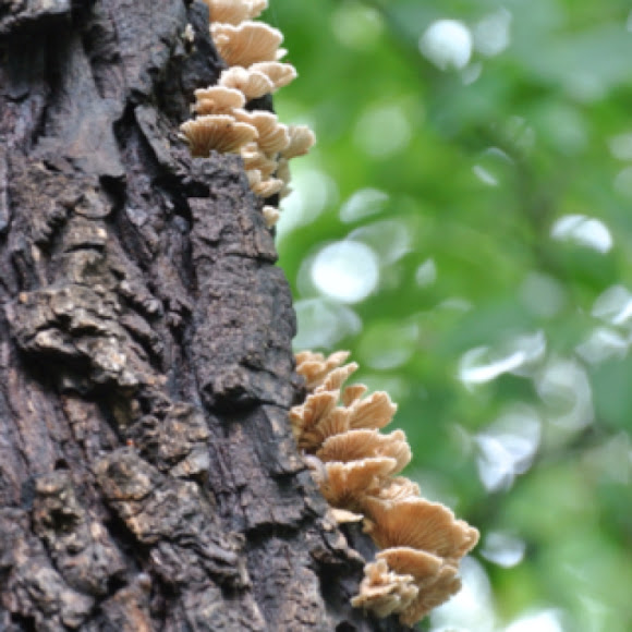 Common split-gill | Project Noah