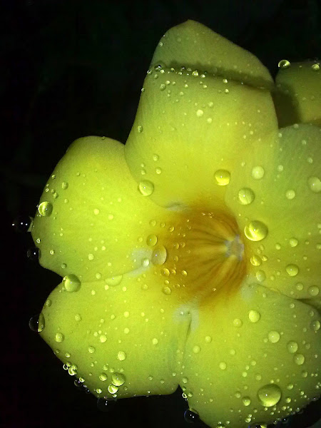 Golden trumpet | Project Noah