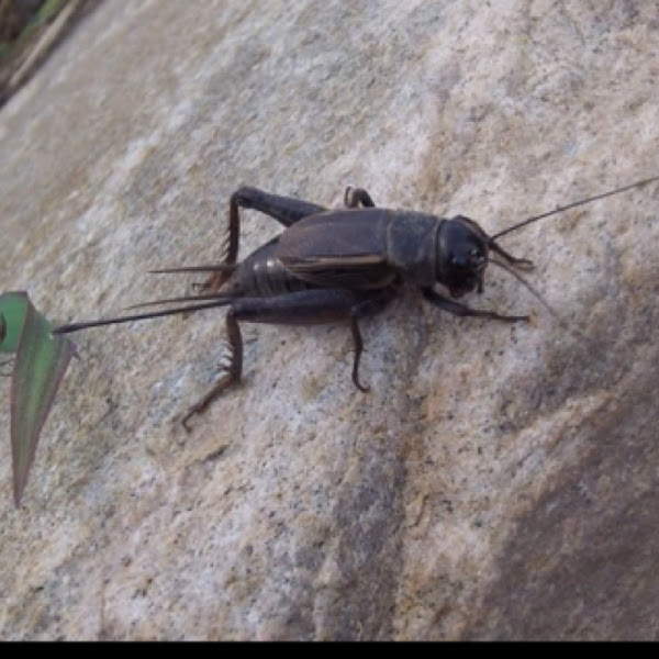 Black Field Cricket | Project Noah