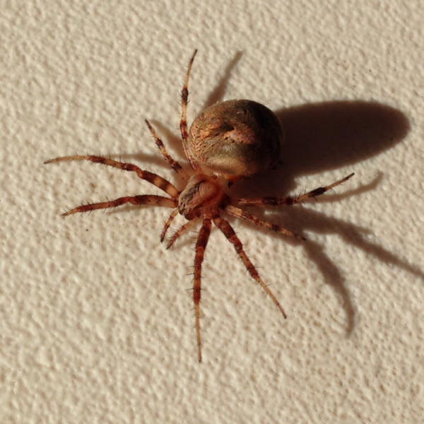 Spotting | Project Noah