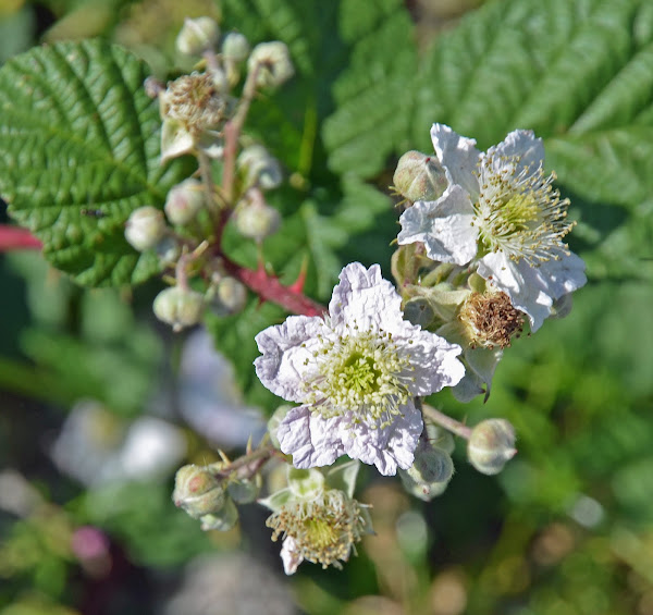Wild blackberry/European bramble | Project Noah