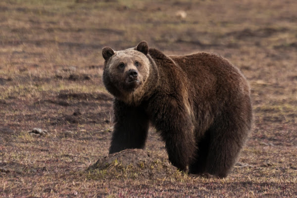 Grizzly Bear | Project Noah