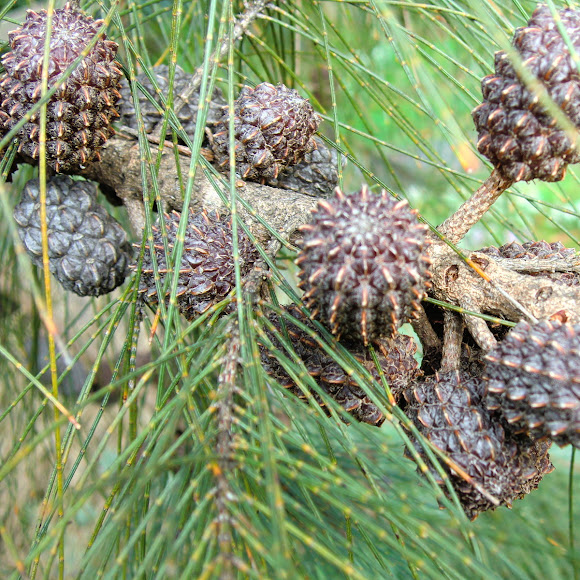 River She oak | Project Noah