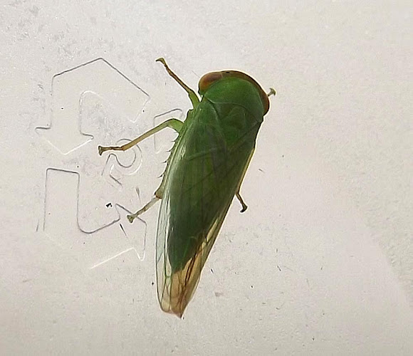 Jassid Leafhopper | Project Noah