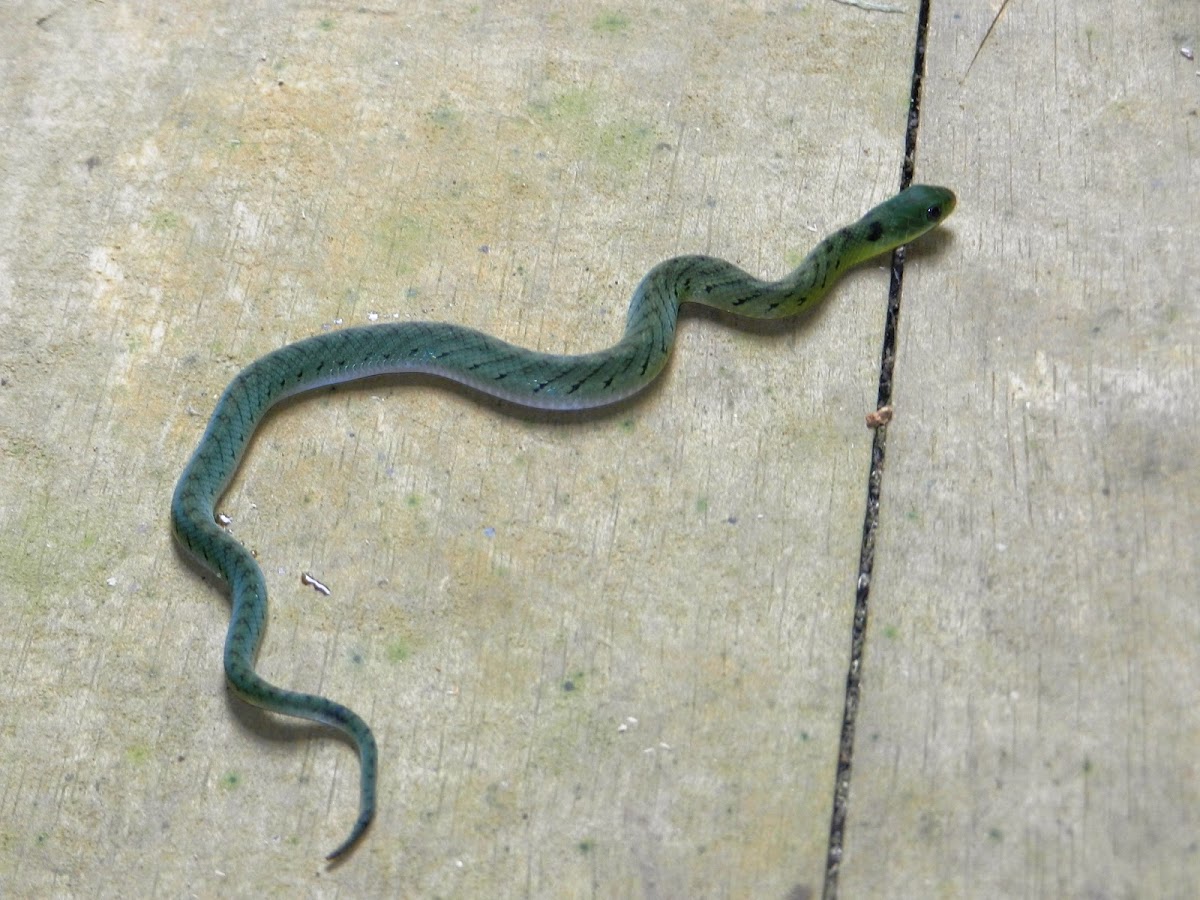 Parrot snake | Project Noah