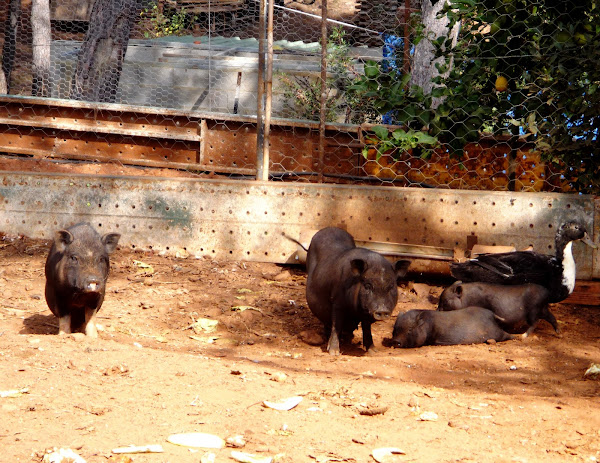 Cerdo vietnamita | Project Noah