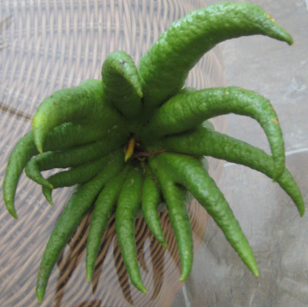 Buddha's Hand Fruit | Project Noah