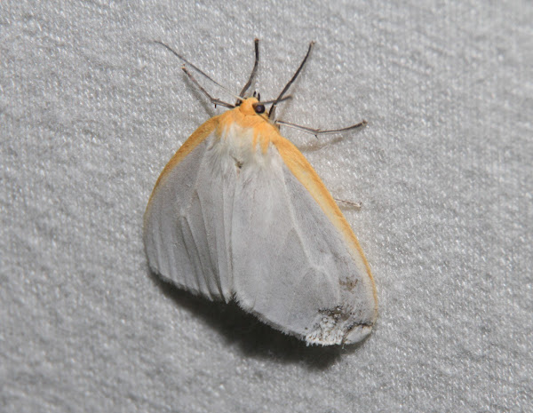 Delicate Cycnia - Hodges#8230 | Project Noah