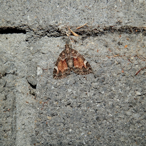 Geometrid Moth | Project Noah