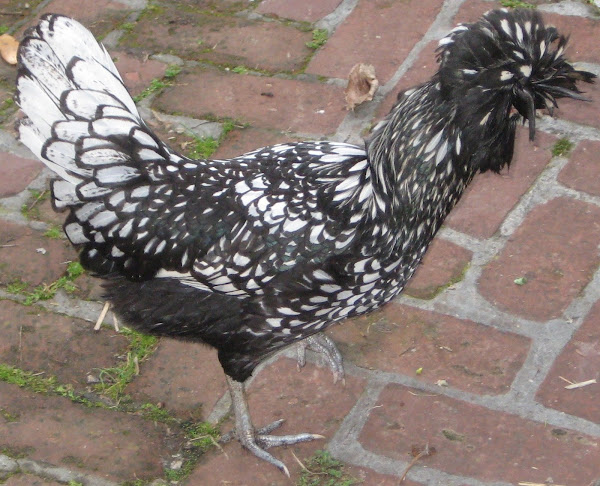 Silver Polish Lace Chicken | Project Noah
