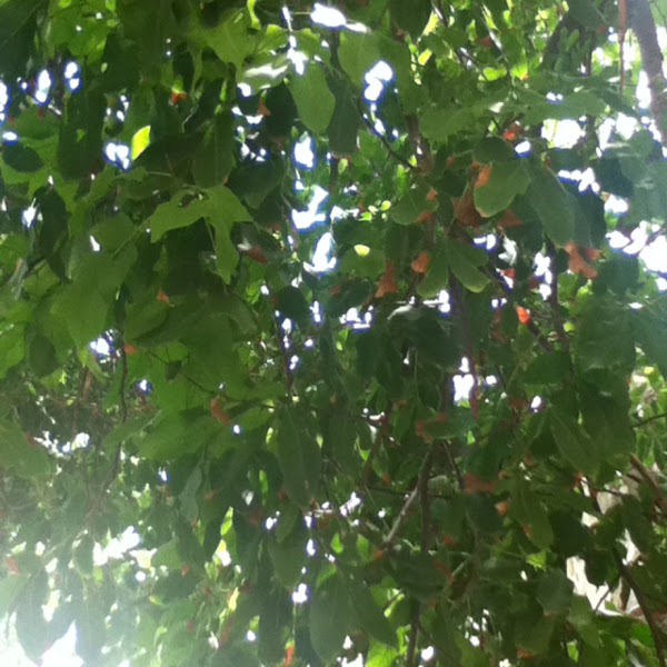 Genip tree | Project Noah