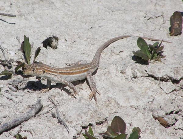 Red-tailed Spiny-footed Lizard? | Project Noah