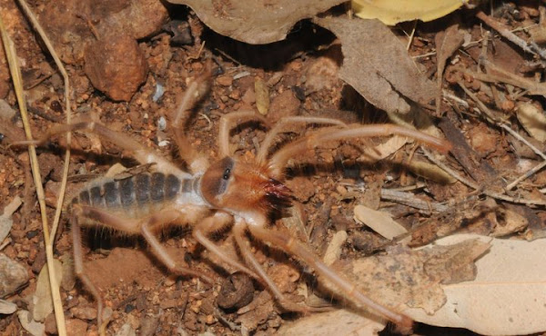 Windscorpion | Project Noah