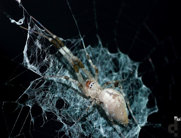 Feather legged spider | Project Noah